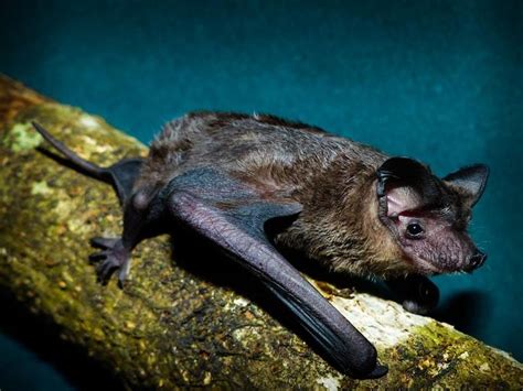Fruit Bats Ebola