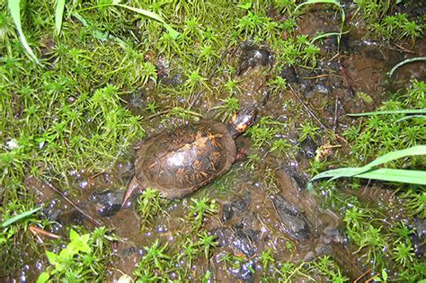 Project Bog Turtle Meet The Bog Turtle