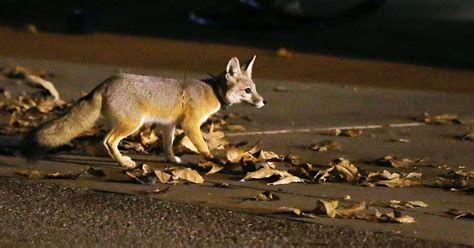 Methods Used To Control Squirrel Population Spark Concern For Kit Foxes