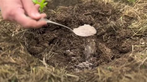 Тайната за здрави и силни растения в градината