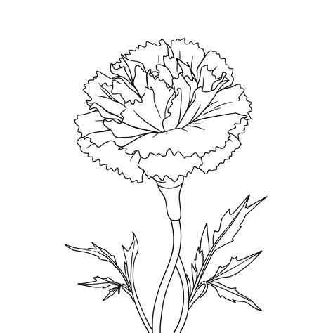 Best Carnation Coloring Pages Free Printable Pdf
