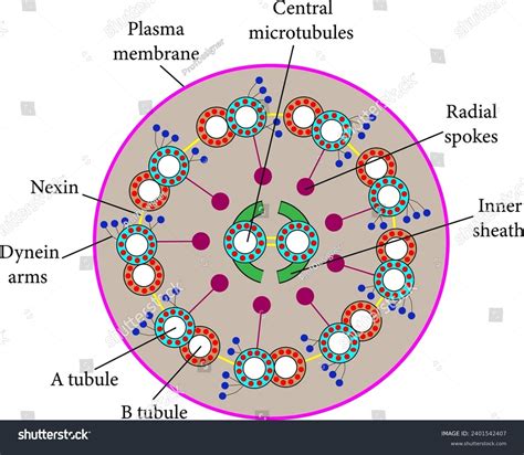 Cross Section Axoneme Vector Illustration Stock Vector Royalty Free