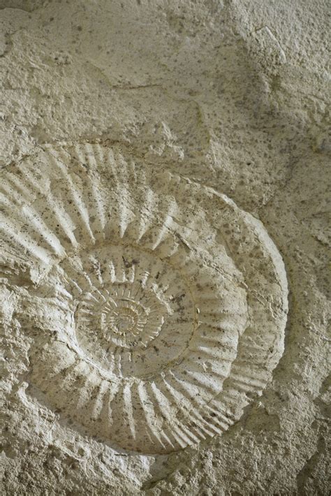 The Three Main Types Of Fossils