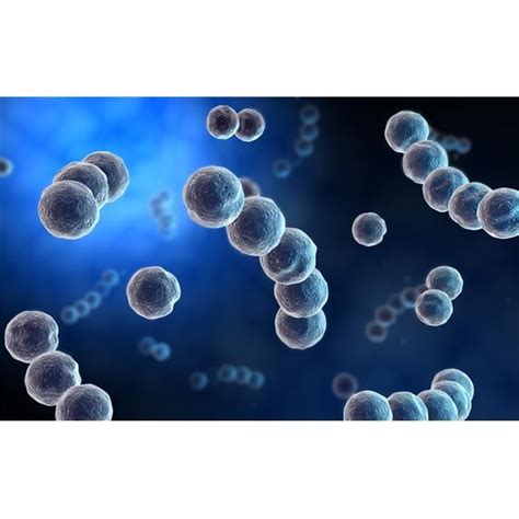 Microscopic View Of Streptococcus Poster Print
