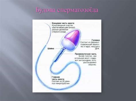 Будова й утворення статевих клітин презентация онлайн