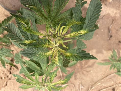 Texas Aandm Agrilife “texas Row Crops Newsletter”—industrial Hemp Texas