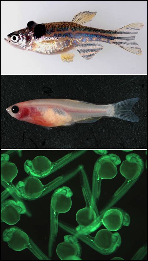 Researchers Find Their Nemo Cell