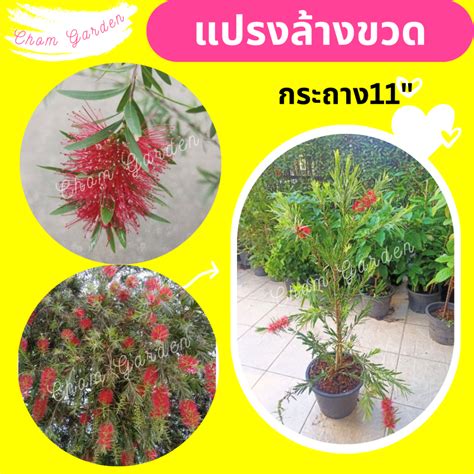 ต้นแปรงล้างขวด กระถาง 11 1 ต้น 1 คำสั่งซื้อ Shopee Thailand