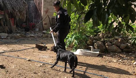 Mientras Los Ladrones Roban La Policía Rescata Perros En Oxkutzcab