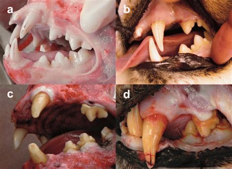 Amount Of Dental Calculus A None No Signs Of Dental Calculus