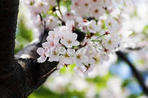 公園に咲く満開の美しい桜の花 No 4823457｜写真素材なら「写真ac」無料（フリー）ダウンロードok