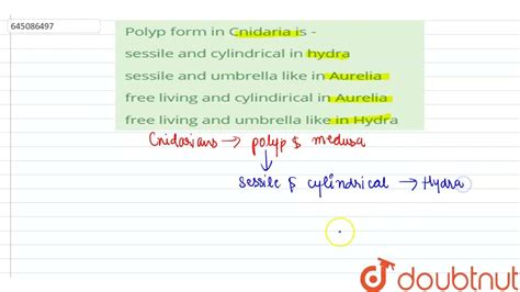 Sessile Polyp Cnidaria