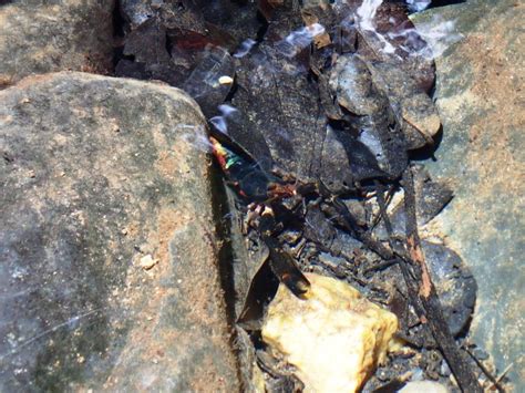 Macrobrachium Crenulatum From Sangre Grande Regional Corporation Trinidad And Tobago On