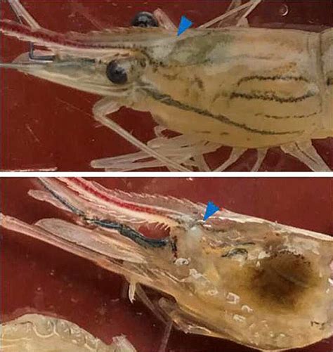 Div1 Infected M Rosenbergii Shows White Area Inside The Carapace At