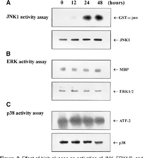 Figure 1 From High Glucose Induced Apoptosis In Human Endothelial Cells