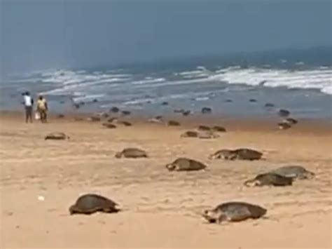 Olive Ridley Turtles Show Up At Odisha Beach For Mass Nesting
