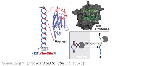 Conformational Entropy Of A Single Peptide Controlled Under Force Governs Protease Recognition