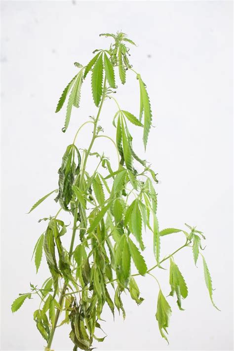 Diseased From Cannabis Plant Overflow Water Stock Image Image Of Weed