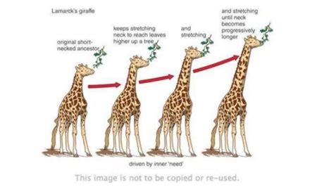 Darwin And Lamarck Evolution Theories