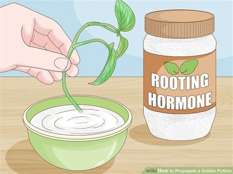 How To Propagate A Golden Pothos 9 Steps With Pictures