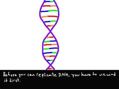 DNA Replication Animation YouTube