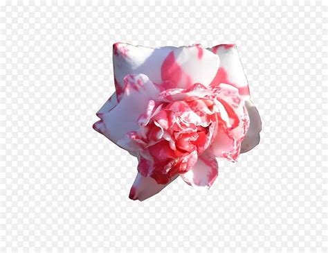 花8PNG图片素材下载 图片编号9287023 PNG素材网