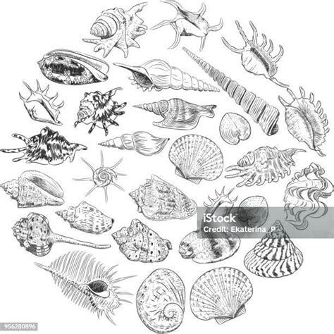 여름 바다 포탄 희귀 멸종 위기 종 흰색 바탕에 검은 연체 윤곽선의 독특한 박물관 컬렉션 개념 텍스트에 대 한 공간을 가진 원형 화 환 카드 배너 디자인 벡터 조개 껍데기에