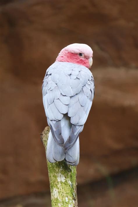 Galah Eolophus Roseicapilla Oc 6000 X 4000 Ranimalporn