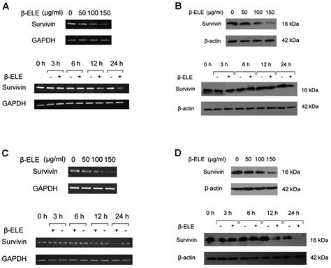 β Elemene Induces Glioma Cell Apoptosis By Downregulating Survivin And