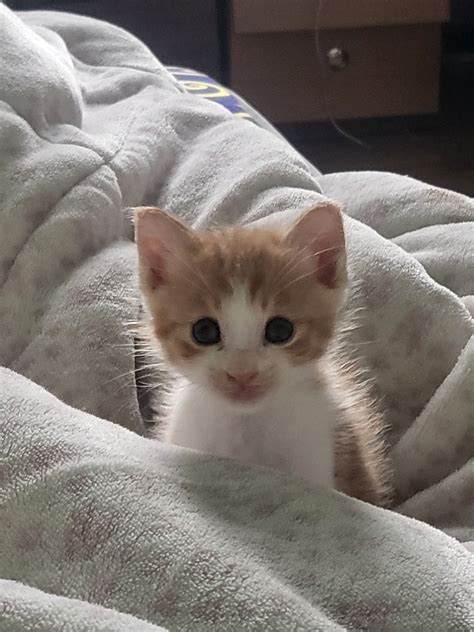 고양이 자랑