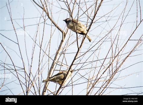 Tree Sparrow Close Up Hi Res Stock Photography And Images Alamy
