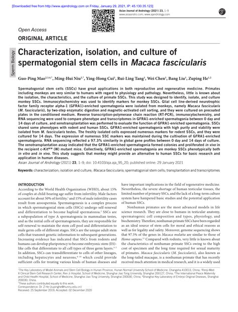 Pdf Characterization Isolation And Culture Of Spermatogonial Stem