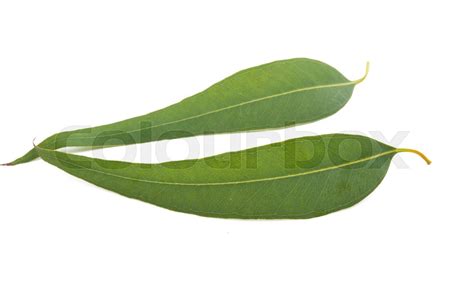 Eucalyptus Leaves Isolated Stock Image Colourbox