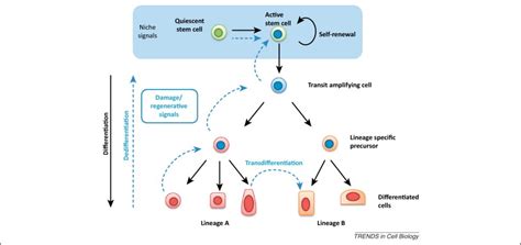 Plasticity Within Stem Cell Hierarchies In Mammalian Epithelia Trends