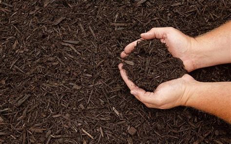 Does Mulch Attract Termites Pest Ex