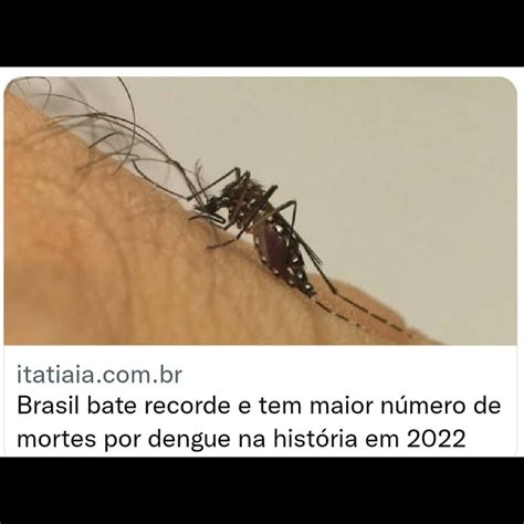 Brasil Bate Recorde E Tem Maior Número De Mortes Por Dengue Na História