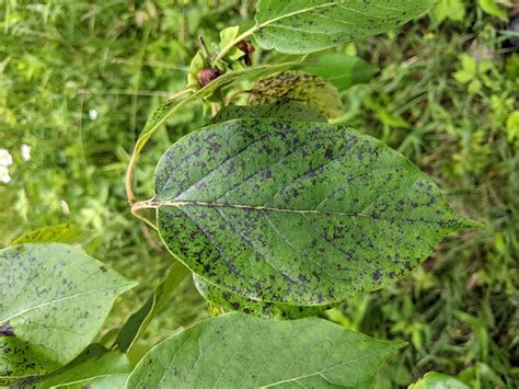 Persimmon Anthracnose General Fruit Growing Growing Fruit