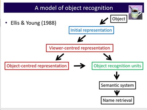 Lecture 8 Visual Etc Flashcards Quizlet