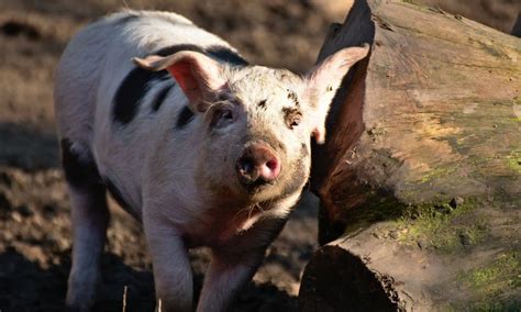 Qual O Significado De Sonhar Com Porco Correndo Atrás De Mim No Mundo