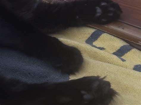 Black Toe Beans Rtoebeans