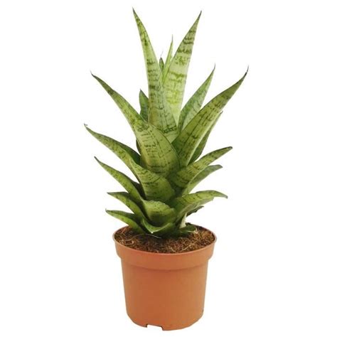 1 X Sansevieria Tough Lady Langue De Belle Mère Plante En Pot