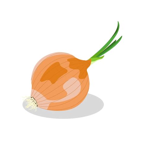 Premium Vector Onion Isolated On White Background