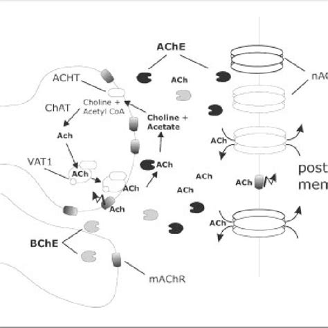 Schematic Representation Of A Cholinergic Synapse A Presynaptic