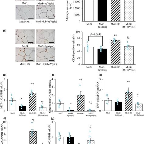 Cardiomyocyte Size Fetal‐type Cardiac Gene Expression Macrophage
