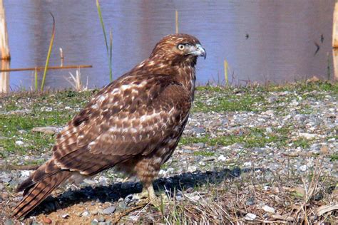Red Tailed Hawk Nc Wildlife