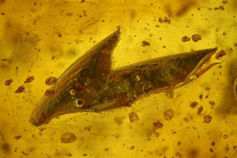 Detailed Fossil Leaf In Baltic Amber 183587 For Sale