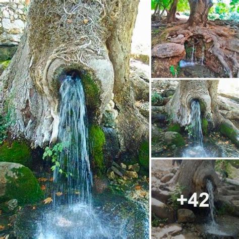 Decoding Nature S Cipher Unveiling The Vital Water Reservoirs Sustaining Trees PaintxWiki