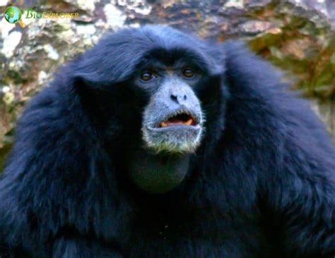 Siamang Gibbon Characteristics Symphalangus Syndactylus Facts