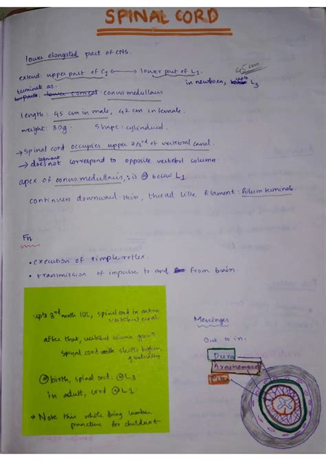 Solution Mbbs Anatomy Neuroanatomy Studypool