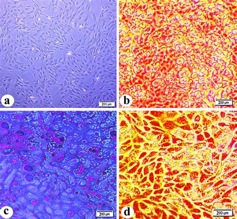 Photomicrographs Of Adipose Tissue Derived Mesenchymal Stem Cells